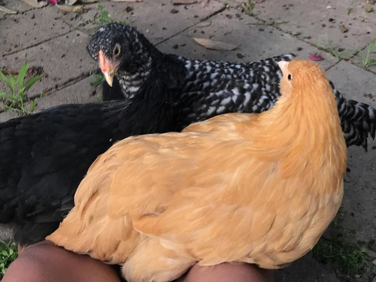 How to Play – Chicken Challengers